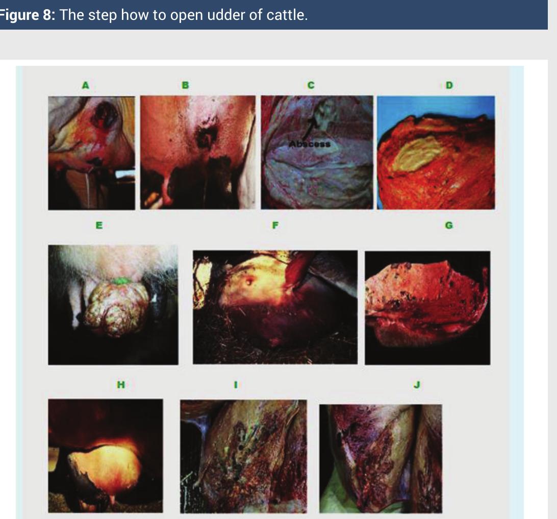 Abnormality of udder a and b: draining of abscess fron uder.