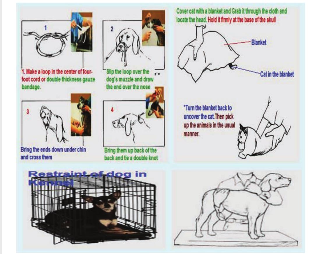 4: restraint methods of dog and cat.