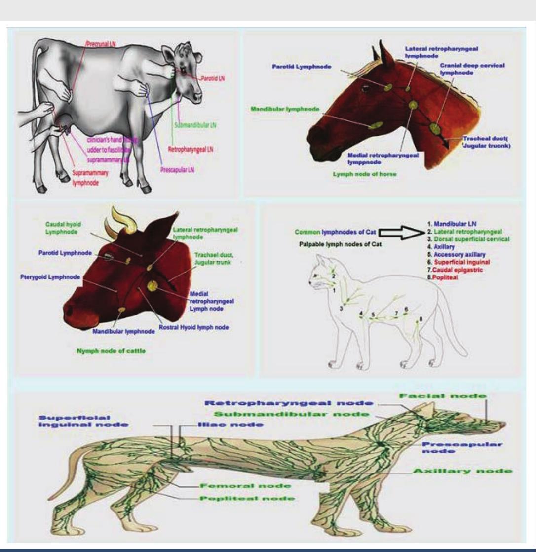 Anatomical location of animals node. abnormalities of lymph