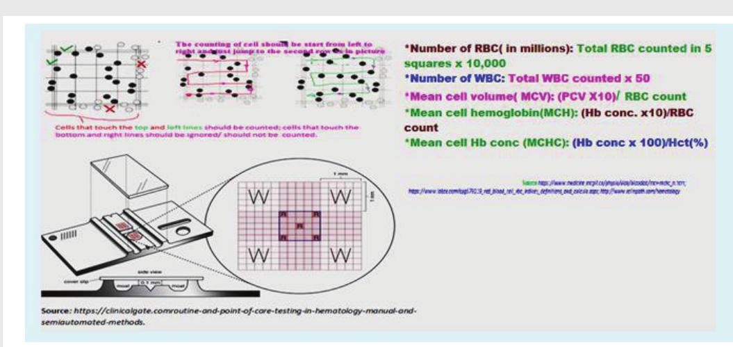 Hemocytometer and calculation of total blood count. the