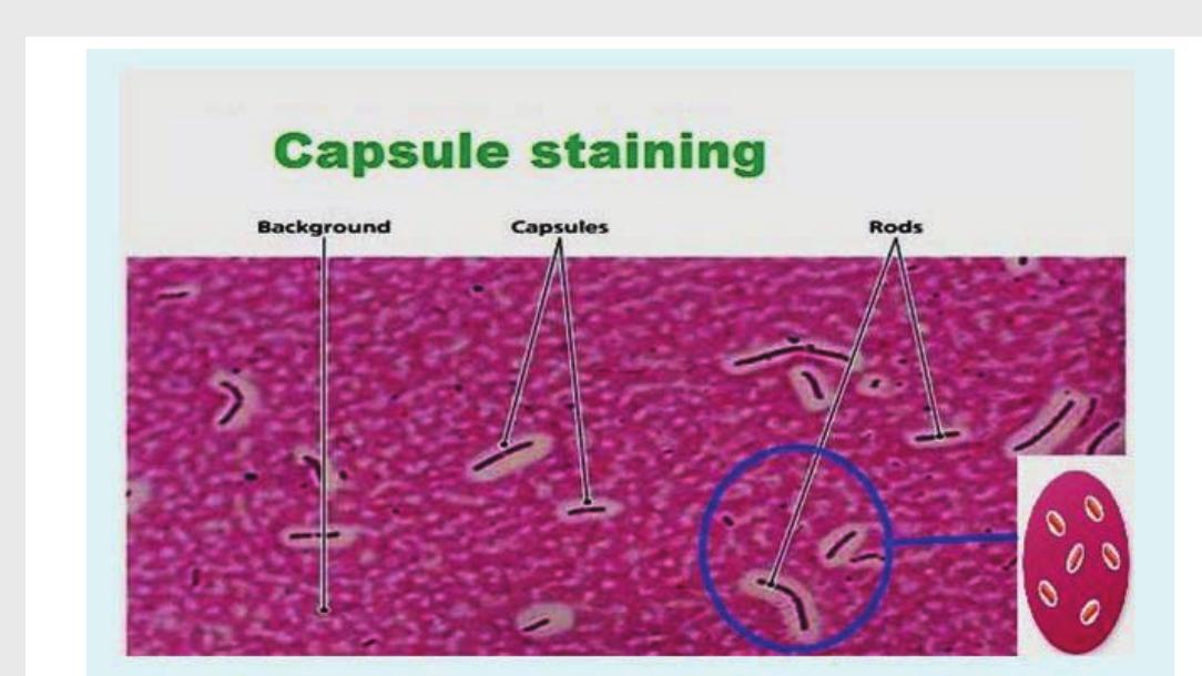 Figure 45 - from Veterinary Clinical Practice and Diagnosis