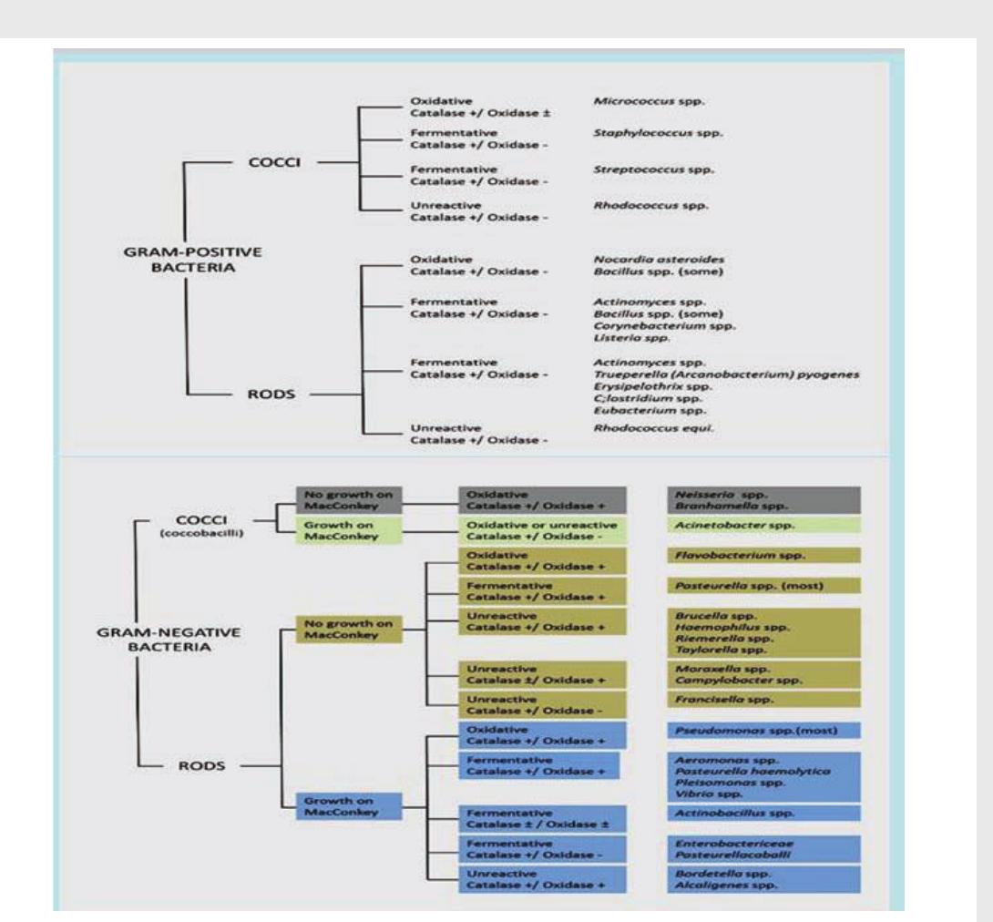Classification of bacteria depending on their morphological