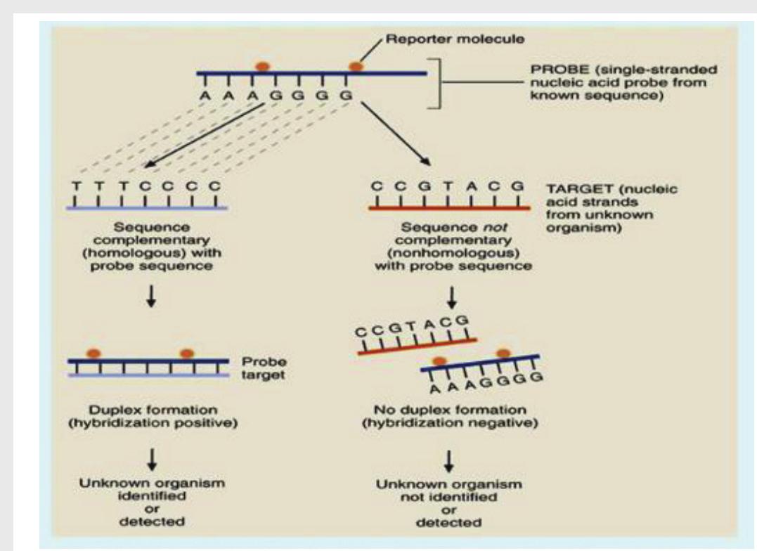 Principles of nucleic acid hybridization. identification of