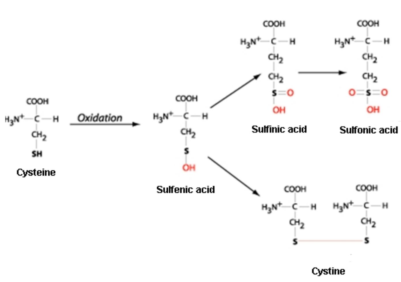 Structures and oxidation pathway of cysteine and its