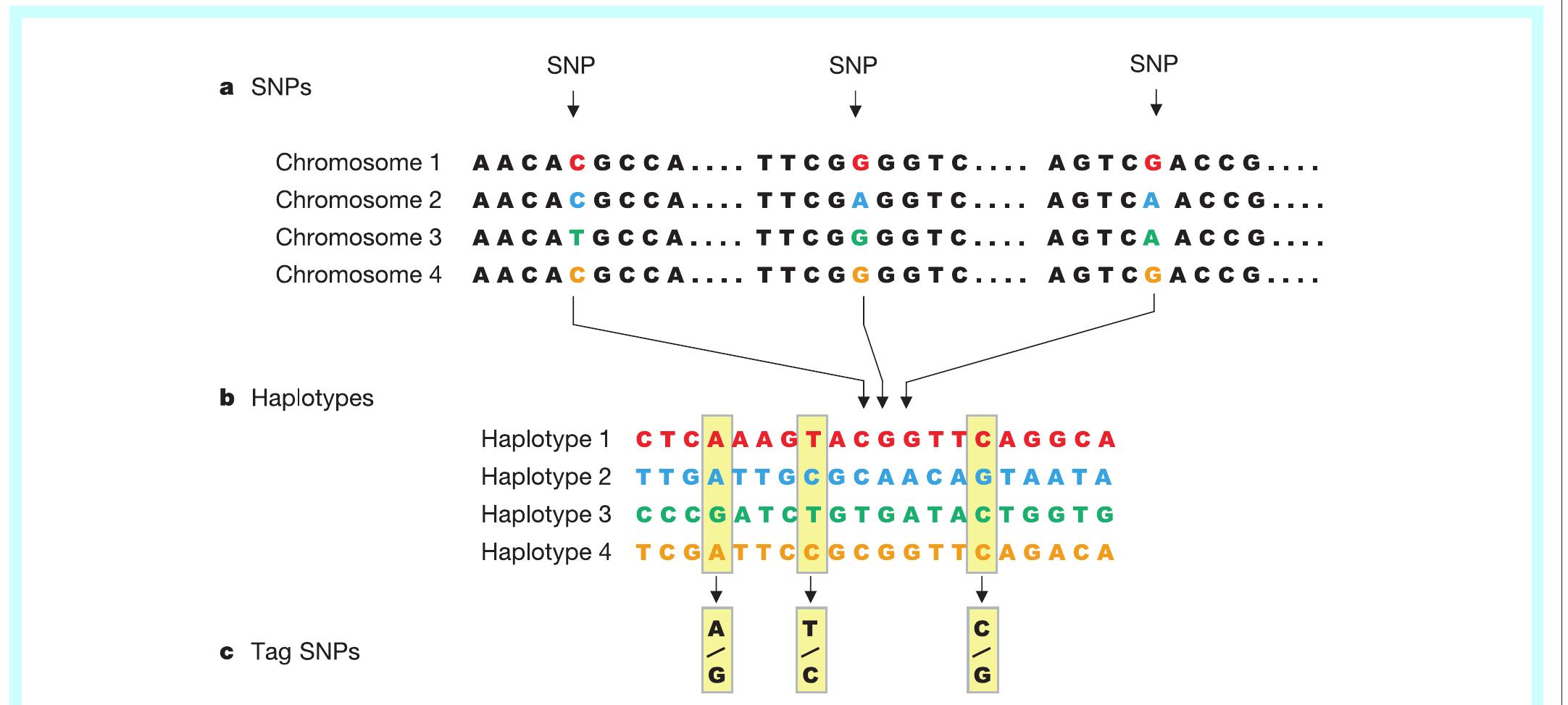 Three snps that are shown in panel a. for this region, most