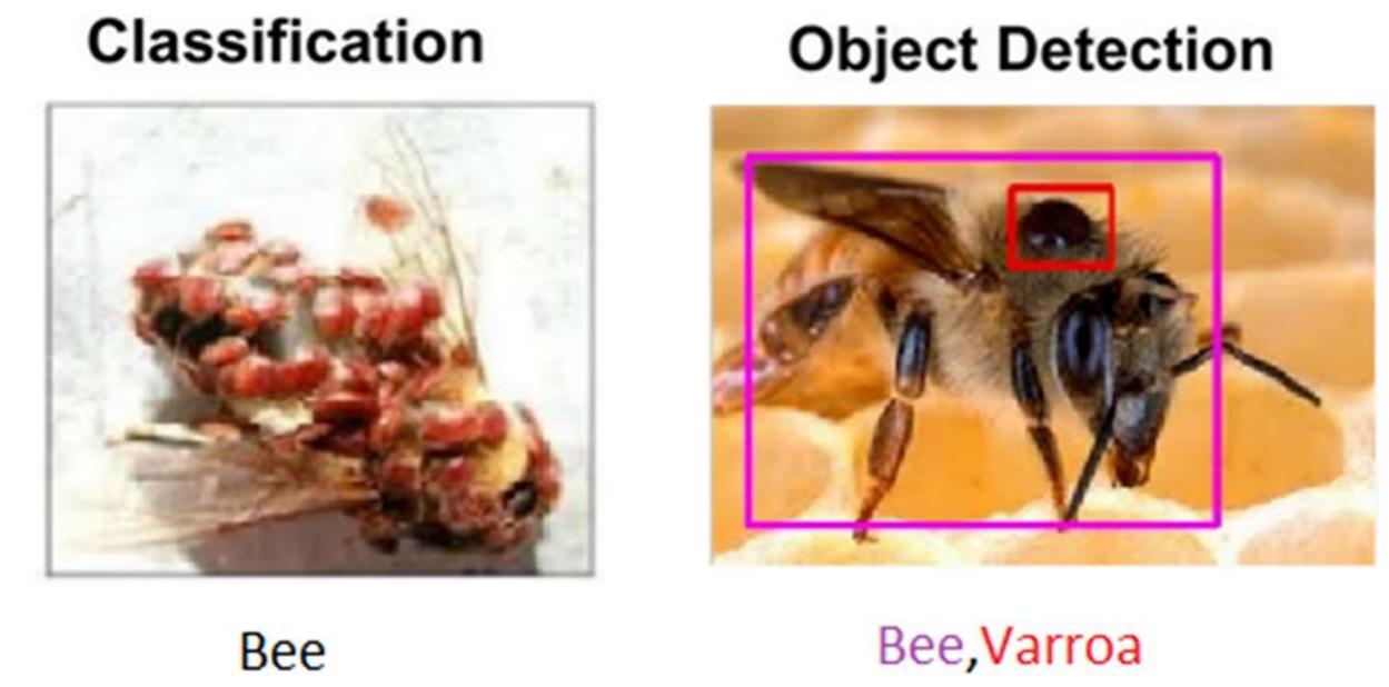 Difference Between Classification And Object Detection The 1194