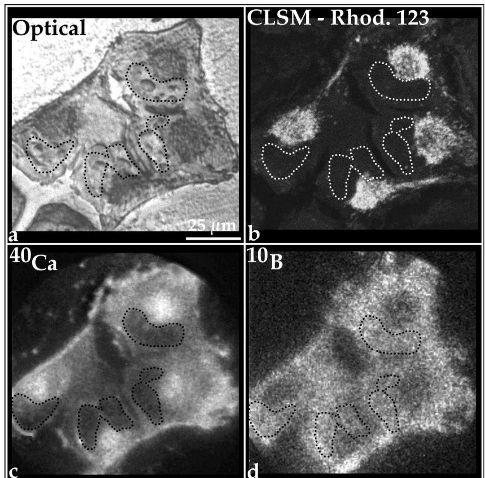 Correlative optical, clsm, and sims imaging of t98g human