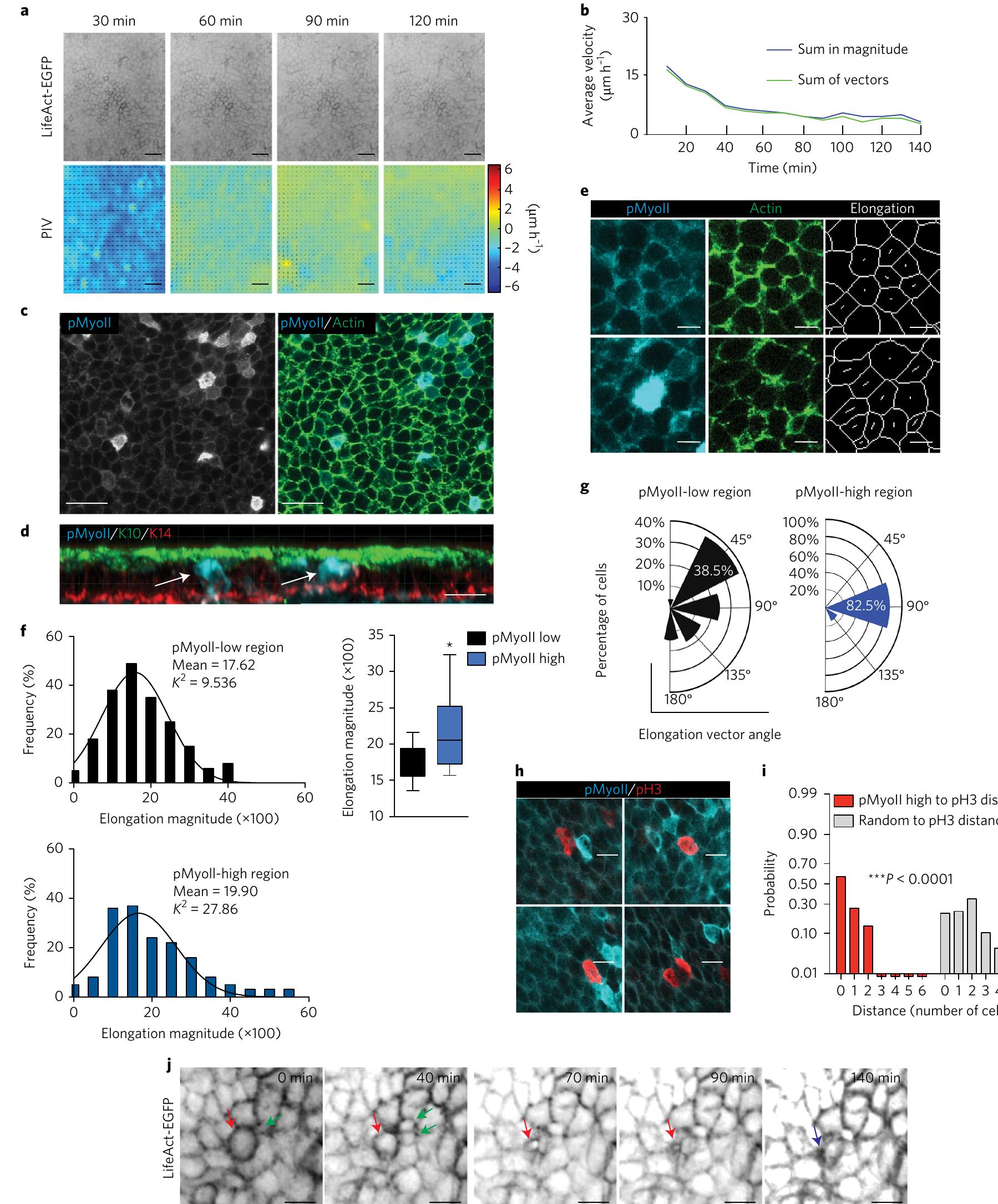 Figure 1 - Adhesion forces and cortical tension couple cell