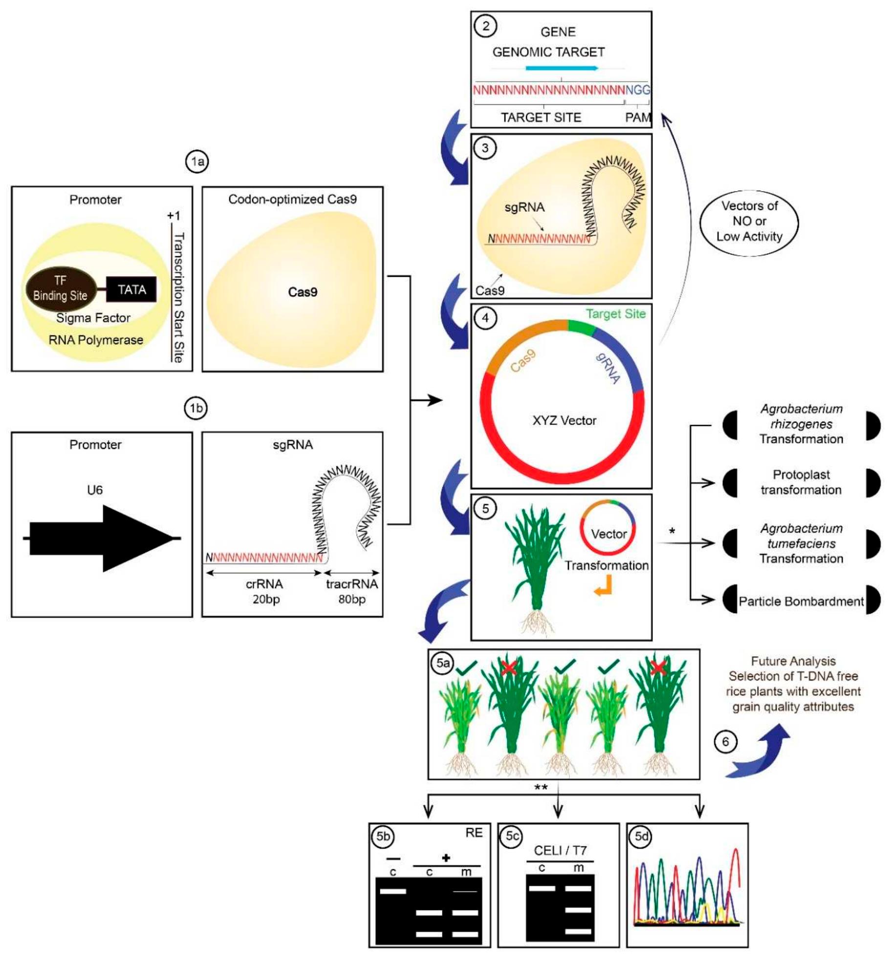 Basic flow chart of the crispr/cas9 genome editing system.