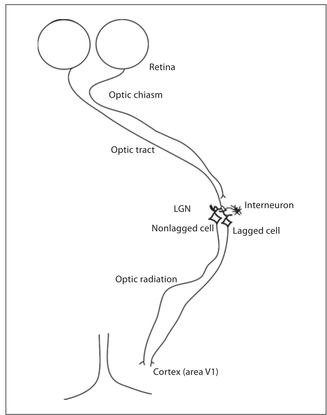 Visual pathway. retinal ganglion cell axons leave each eye