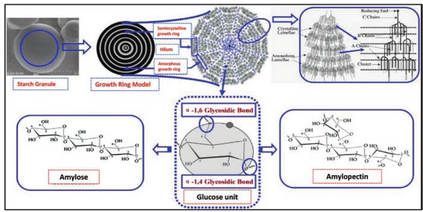 (PDF) Starch: An Overview