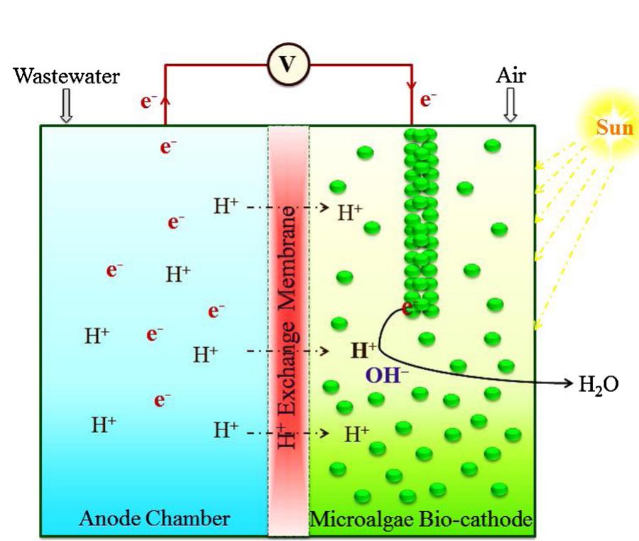 Figure 2 - Microalgae fuel cell for wastewater treatment: