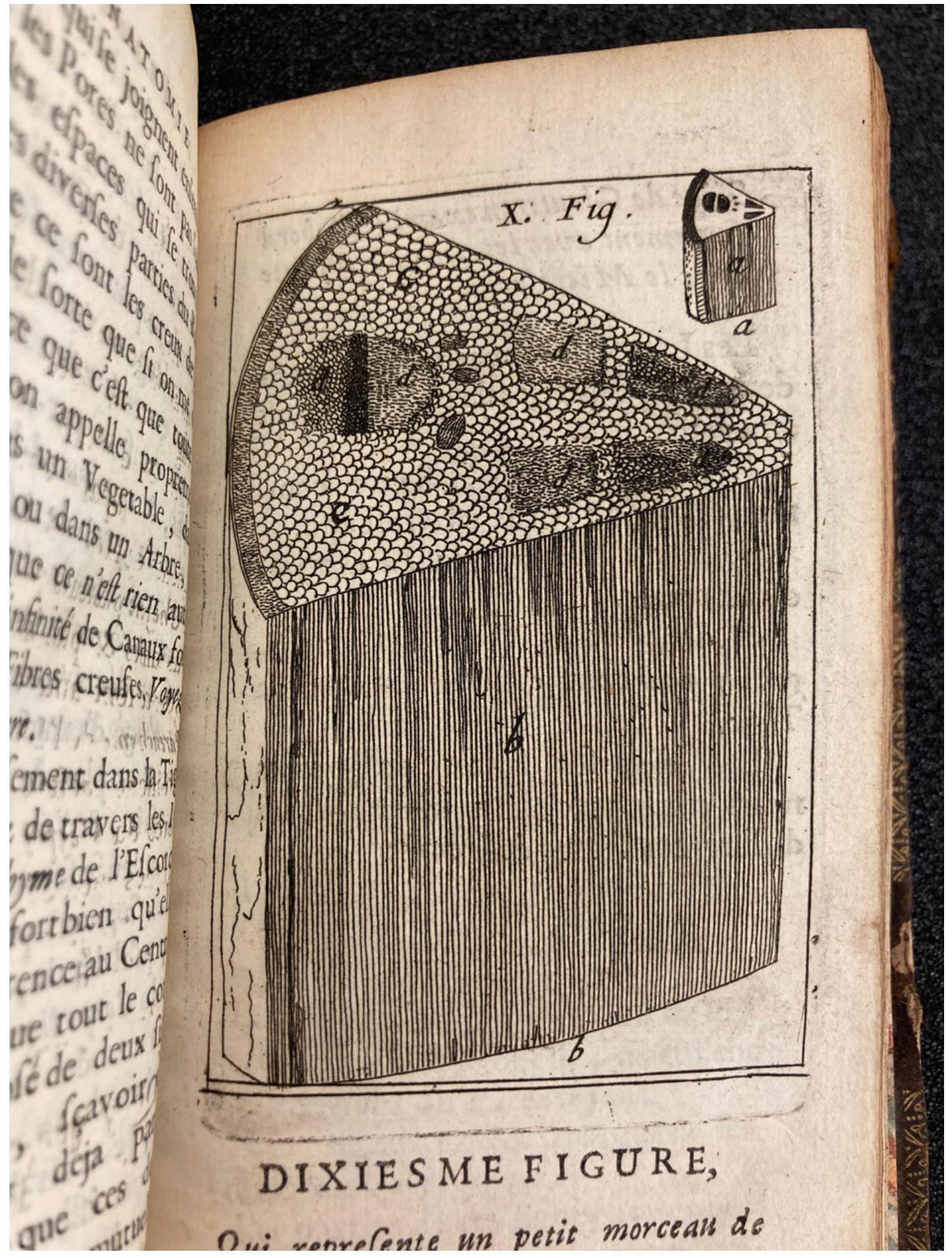 Nehemiah grew, ‘dixieme figure’, anatomie des plantes, 1675,