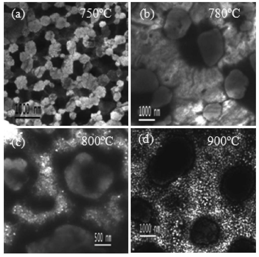 Plan-view tem images showing the morphology of ti/ai/ni/au