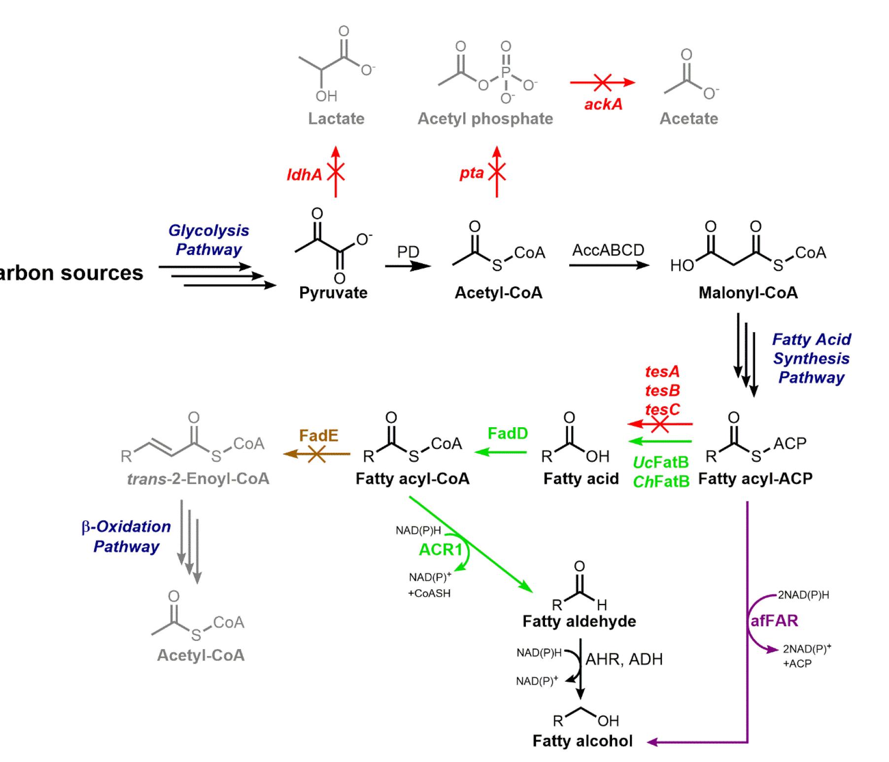 Engineered pathways for fatty alcohol production in e. coli.