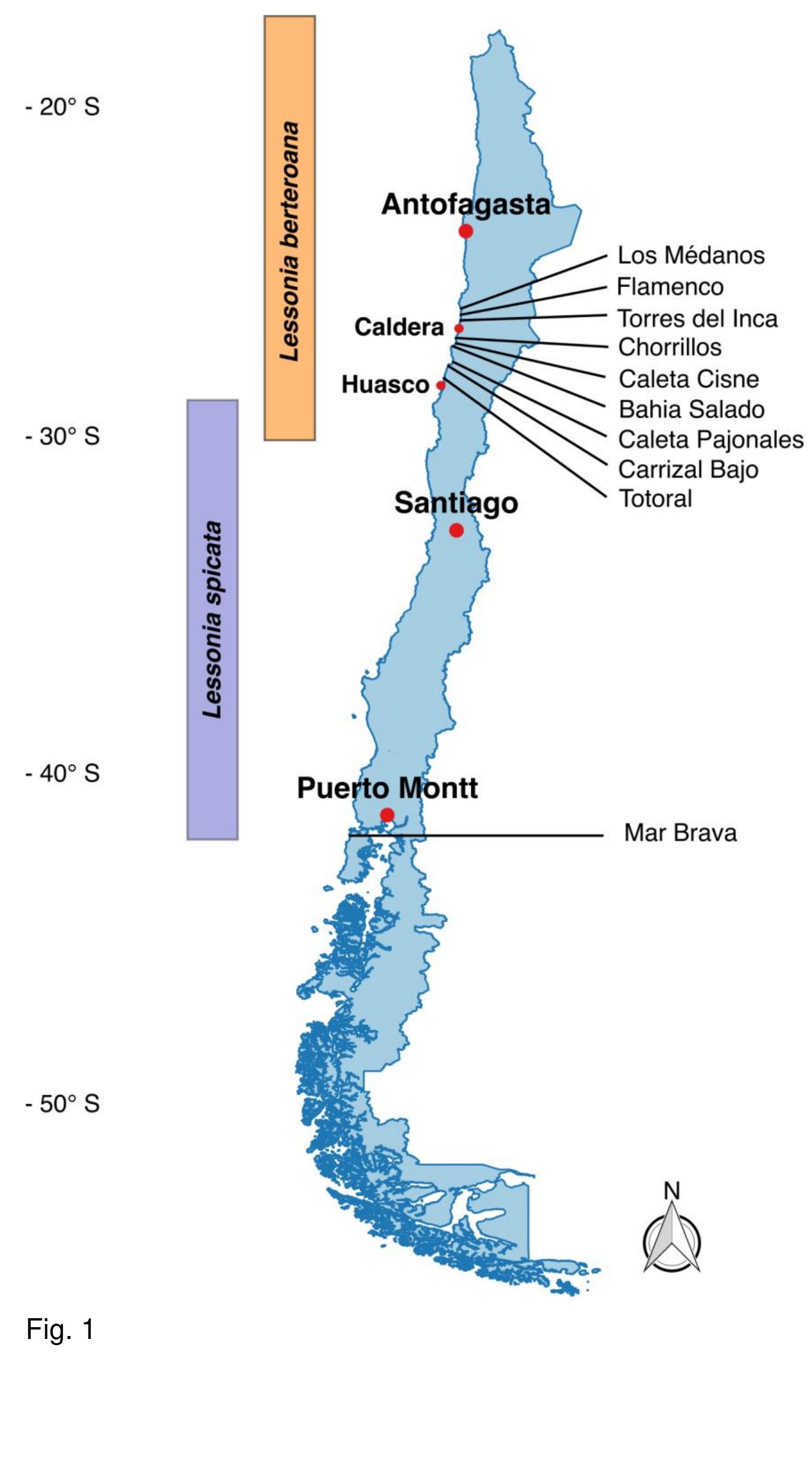 Figure 1 - Reproductive strategies of Lessonia berteroana
