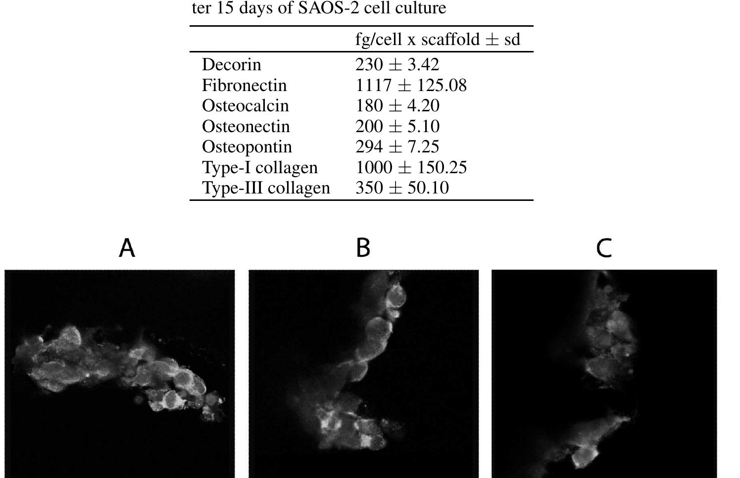 Cslm images of the extracellular matrix proteins produced on
