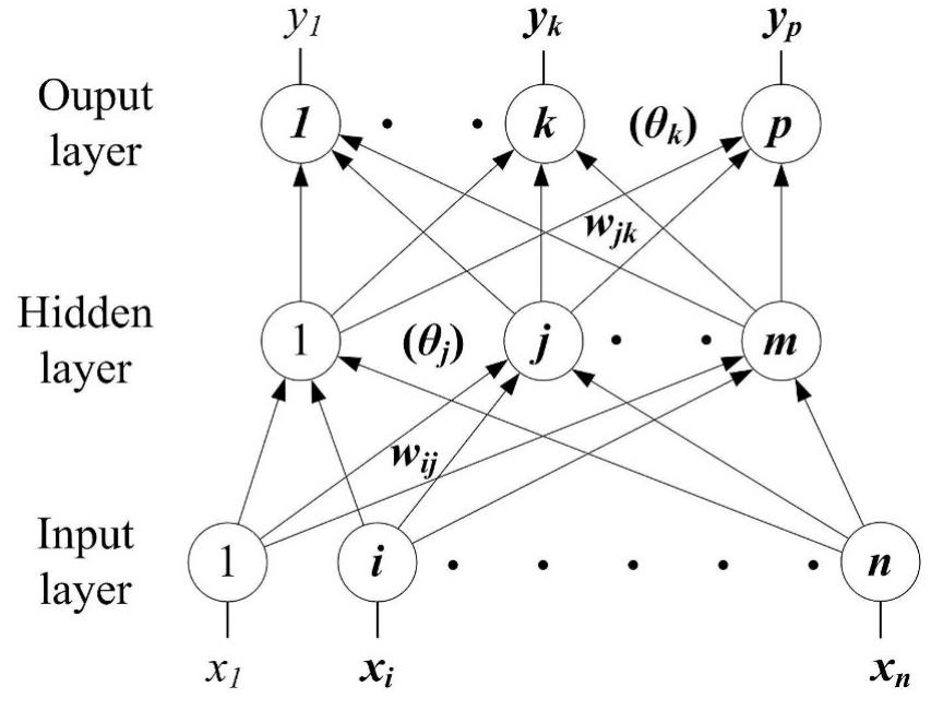 Artificial neural network architecture.