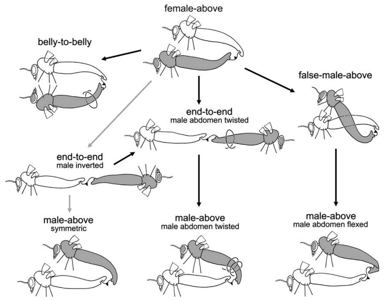 Most common insect mating positions, schematic, with