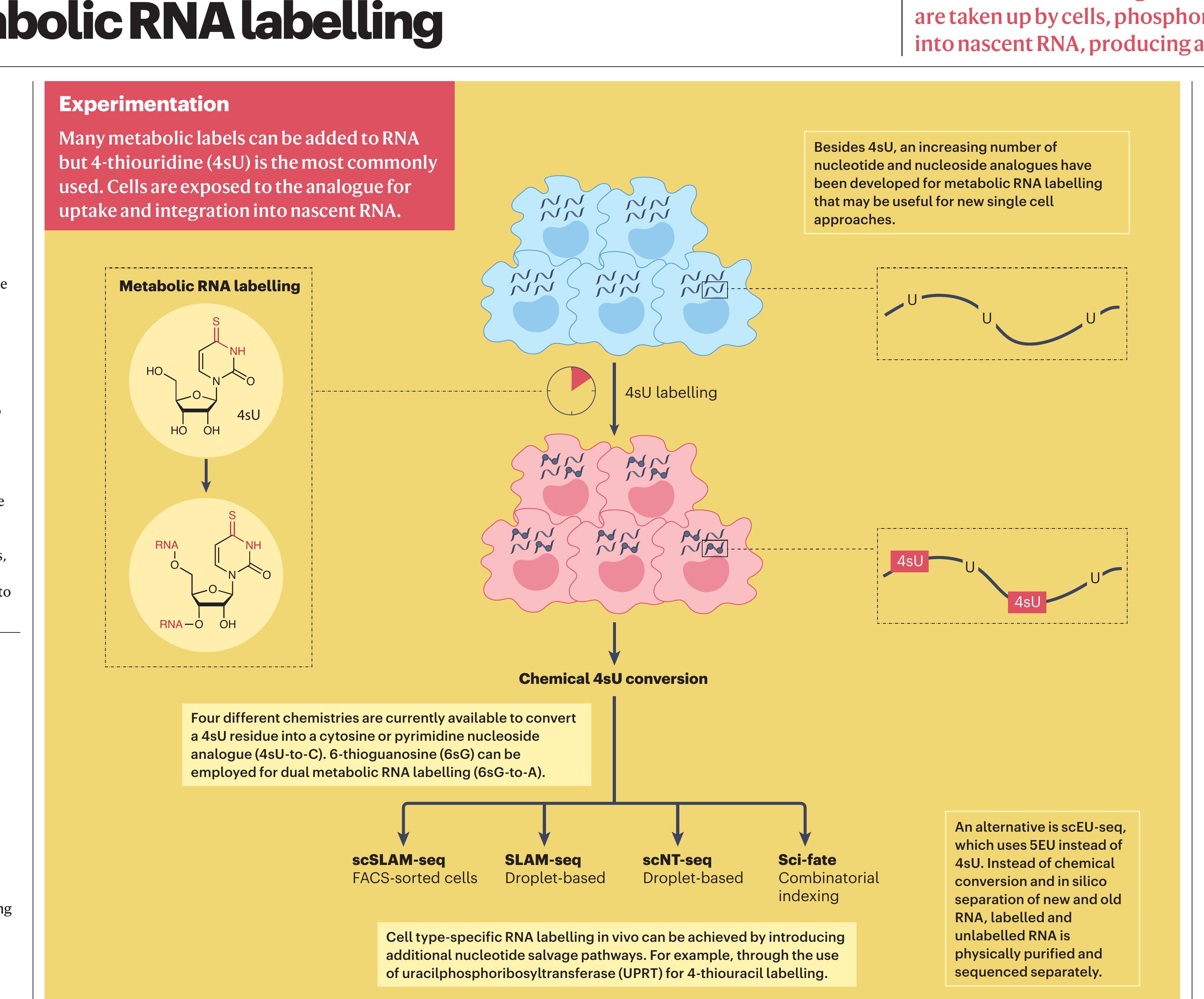 Figure 1 Time Resolved Single Cell Rna Seq Using Metabolic