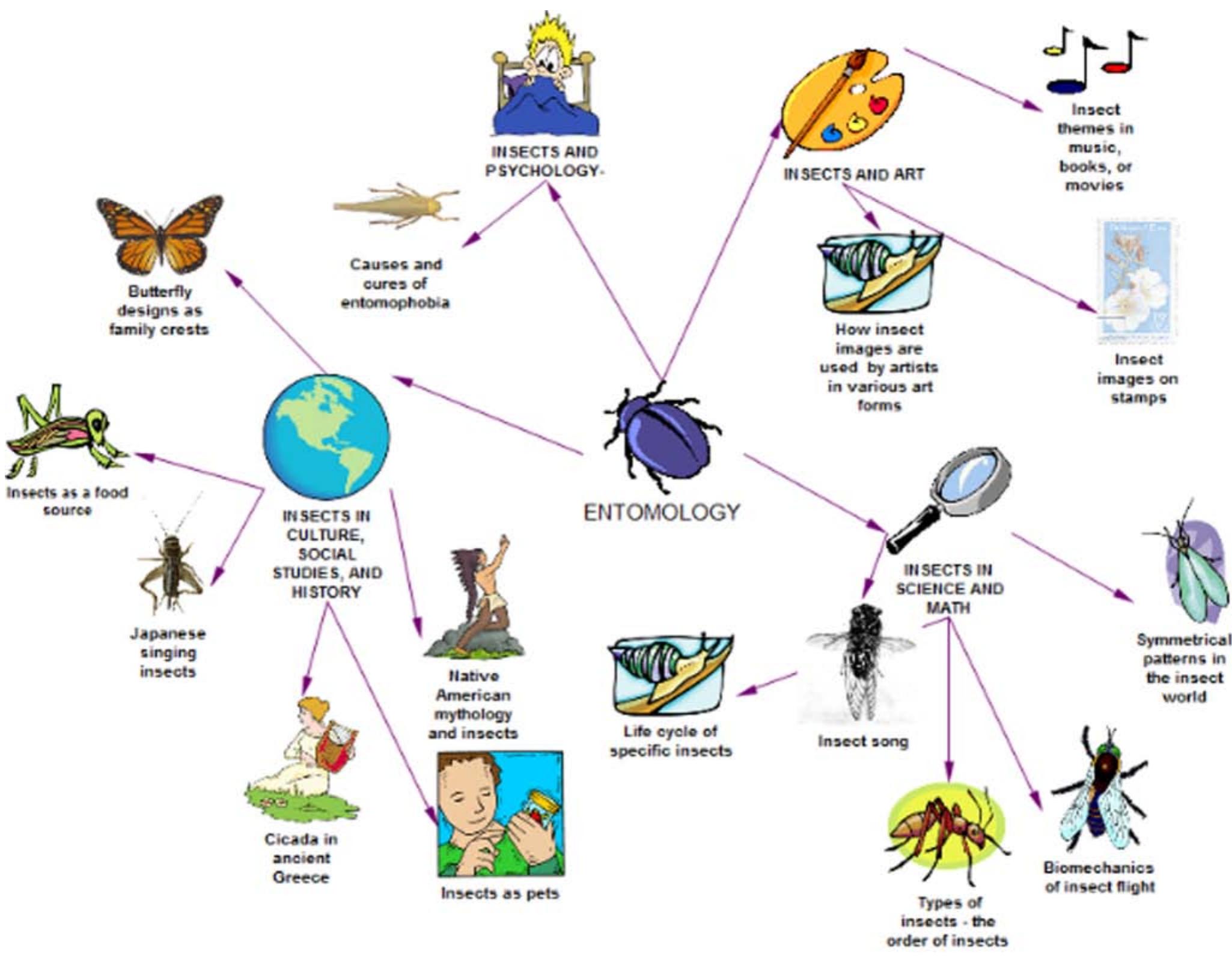 Entomology concept map.