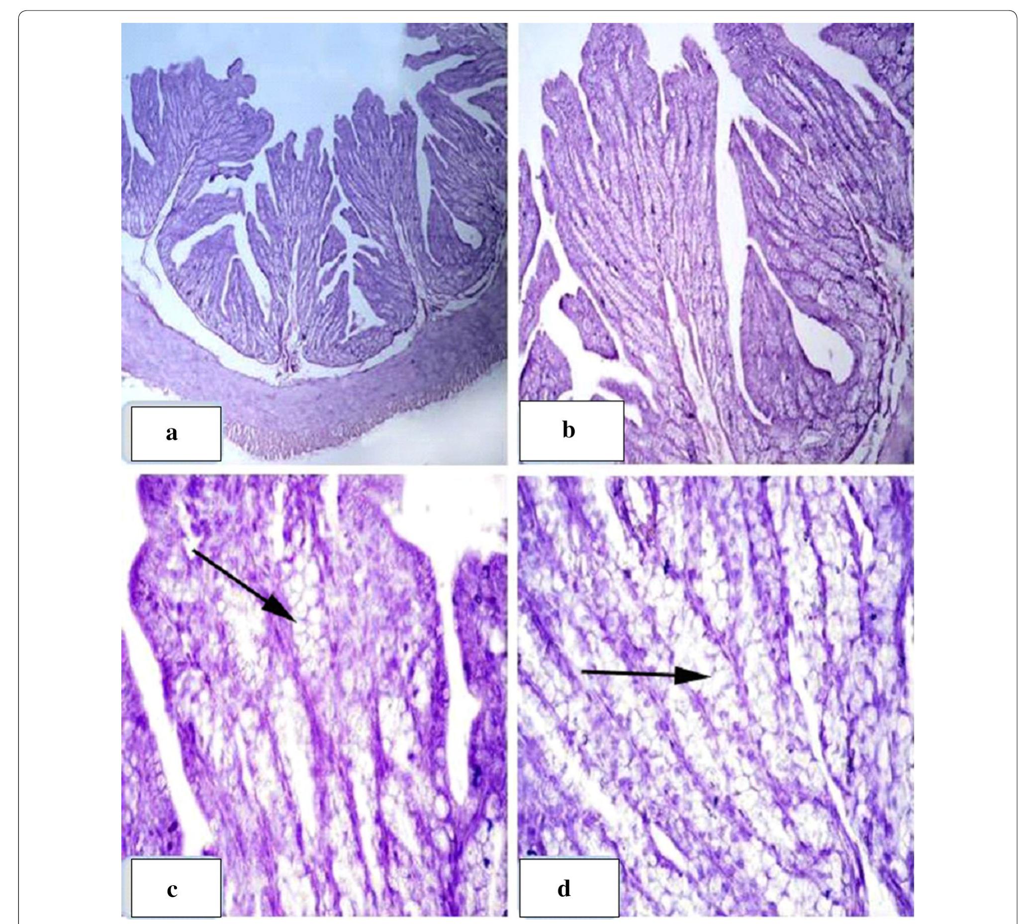 Group t5: a, b showing normal, intact jejunum mucosa. ¢, d