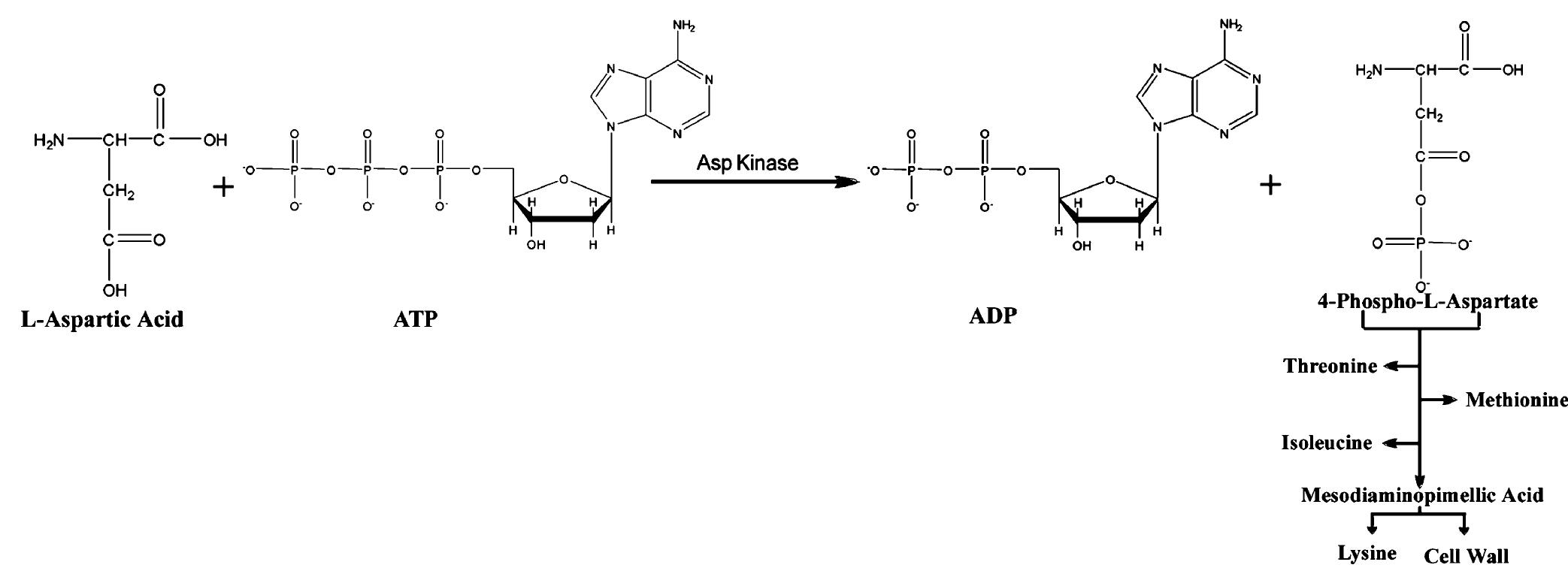 Schematic representation of reaction catalyzed by asp kinase