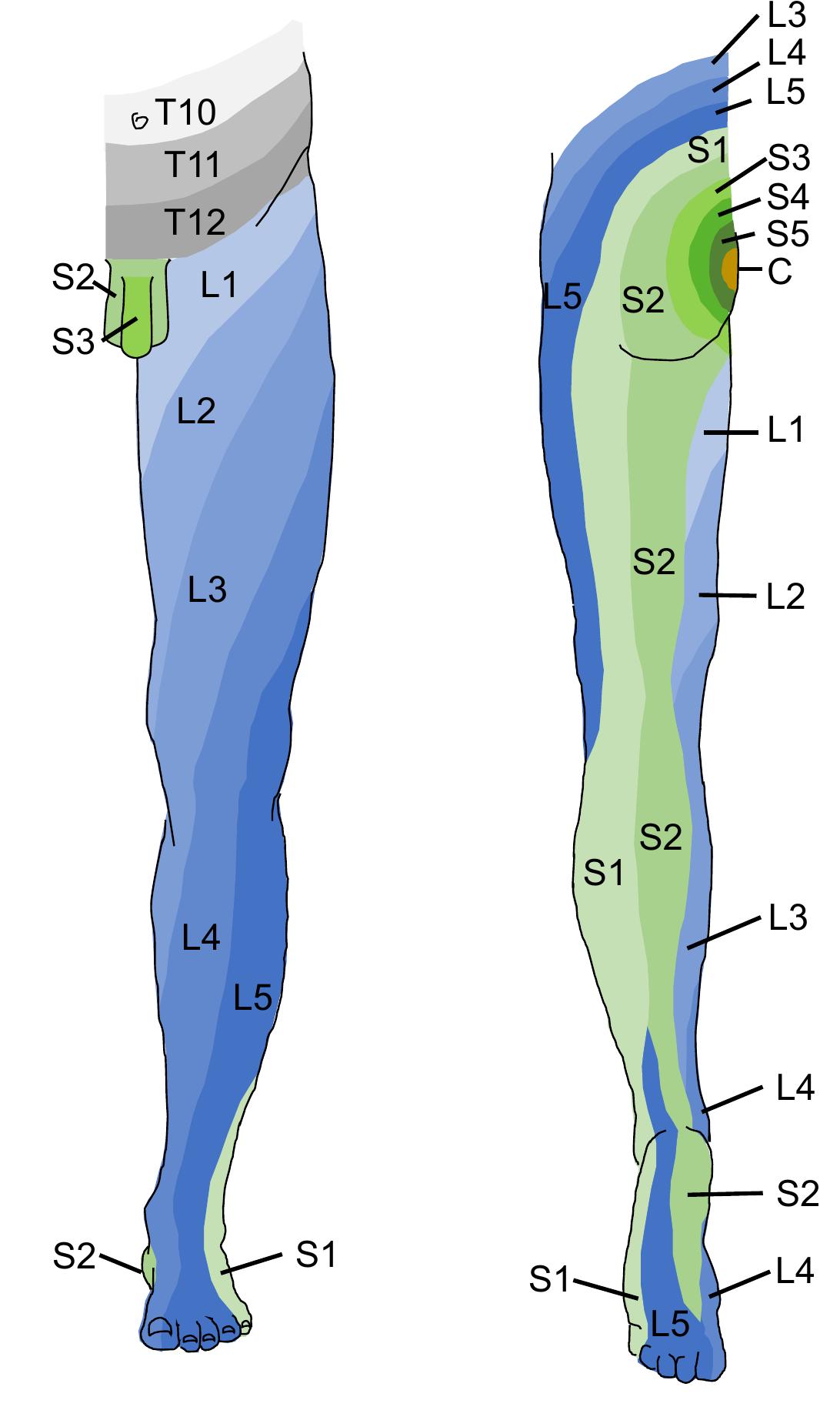 Dermatomes of the lower limb.