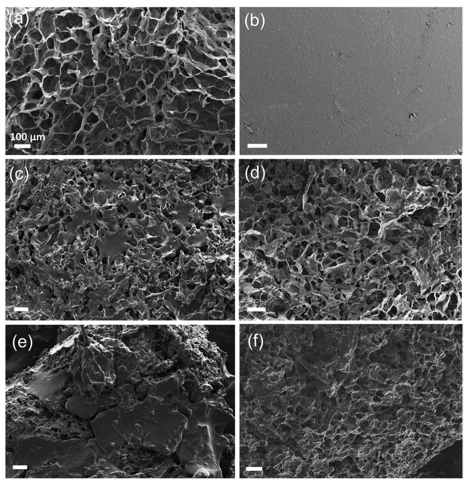 Scanning electron microscope (sem) images of patches