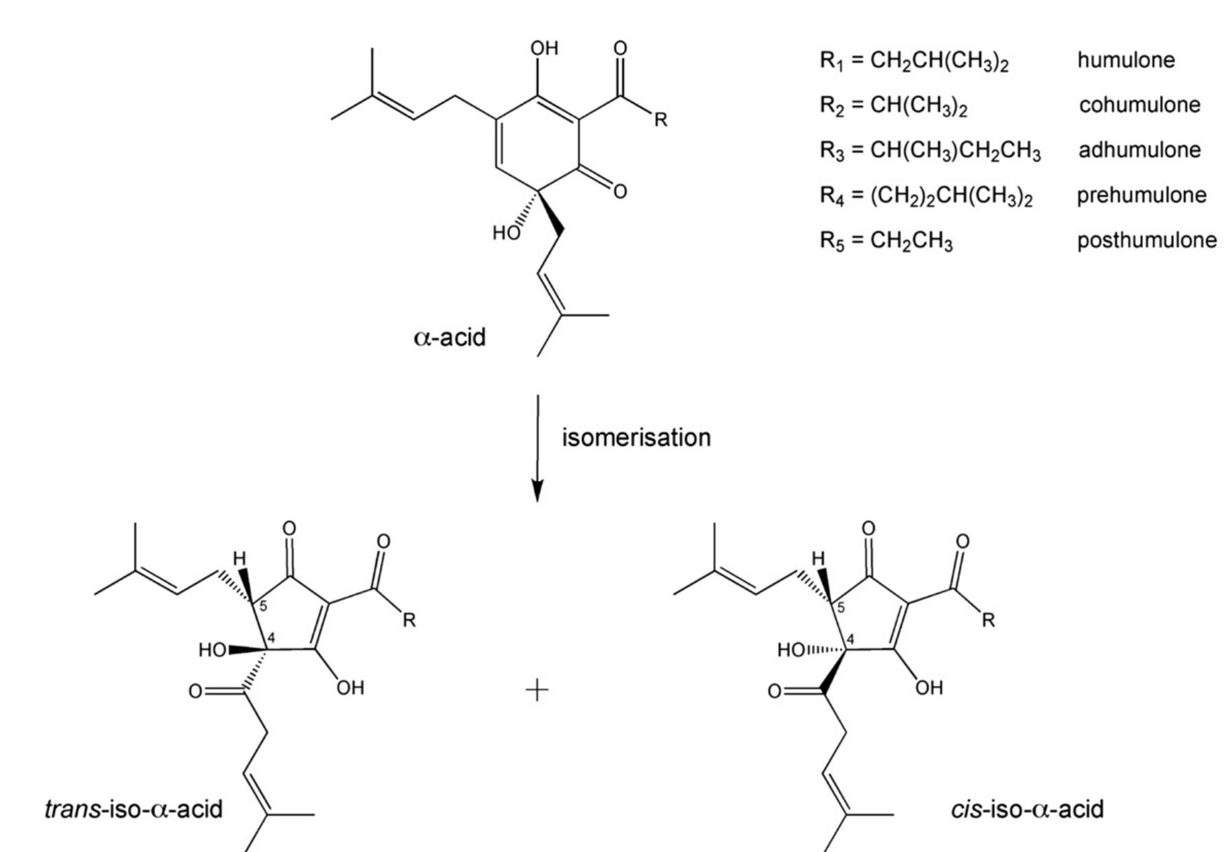 Chemical structure of «-acids and conversion of a-acids to