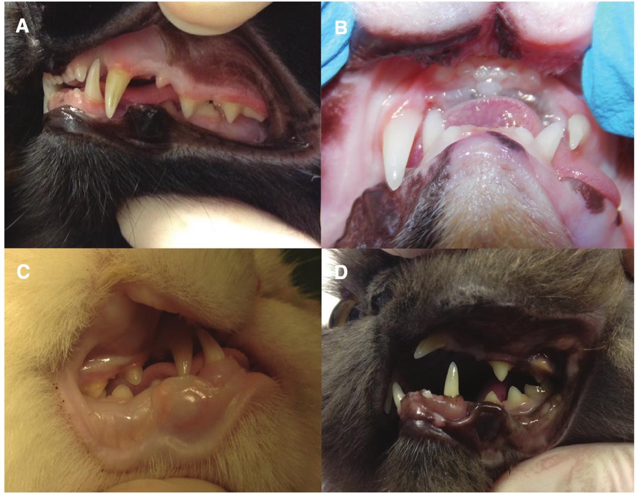 —photographs of the mouths of 4 cats for comparison of