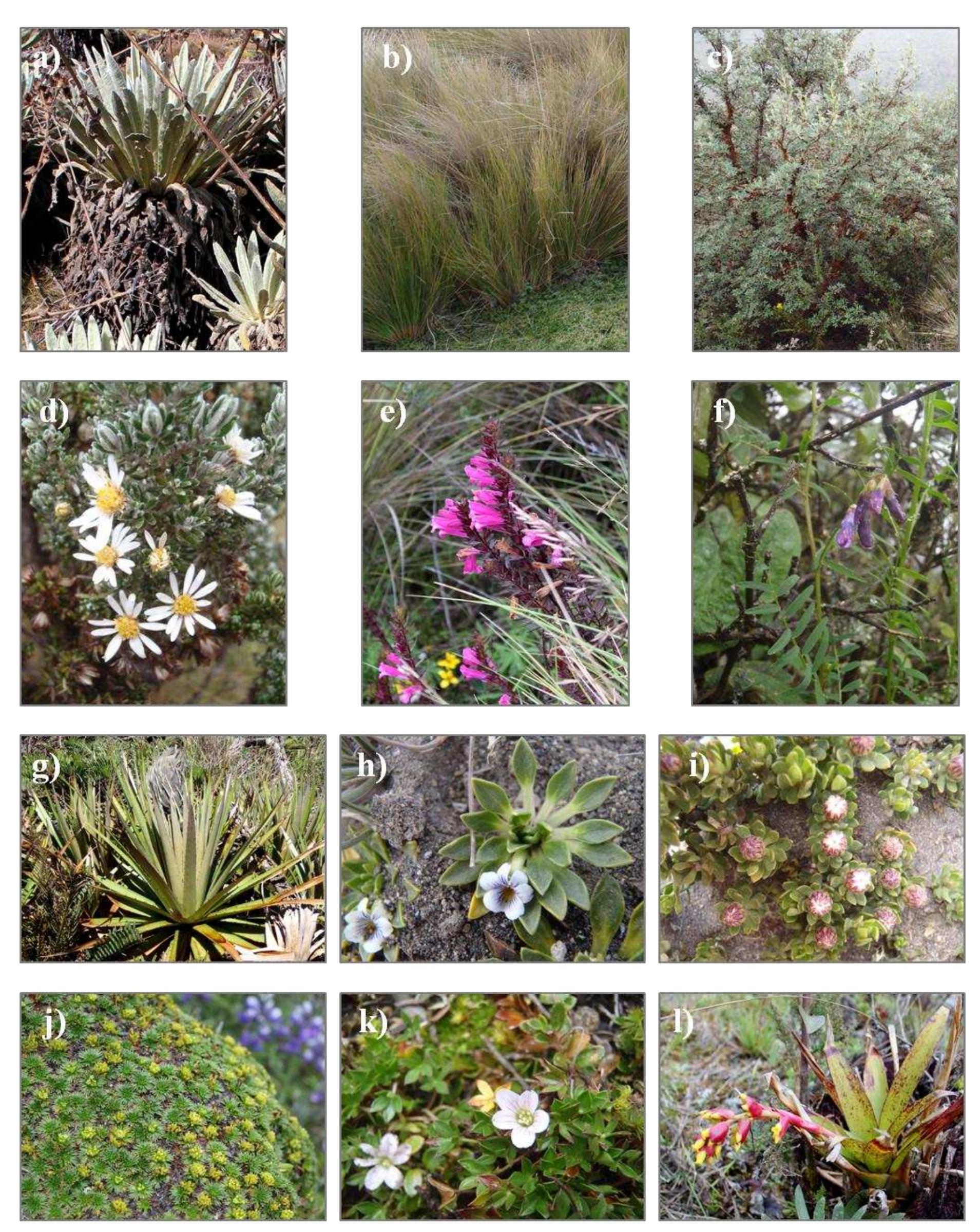 Examples of common growth-forms in the paramo, (a) stem