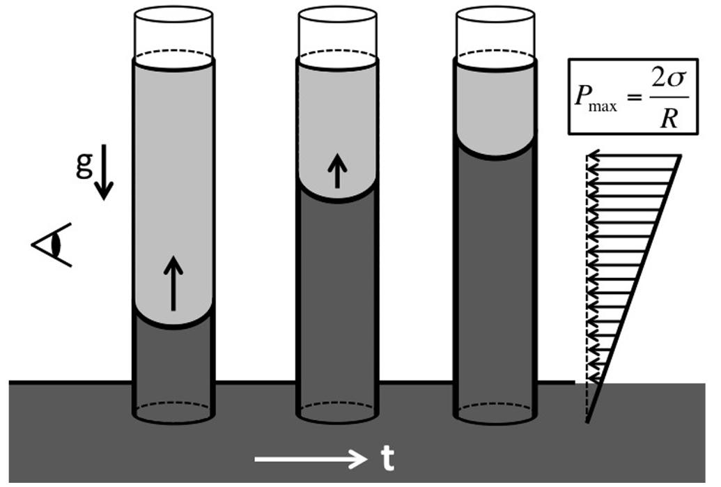 Schematic of the capillary rise experiment. a flexible tube
