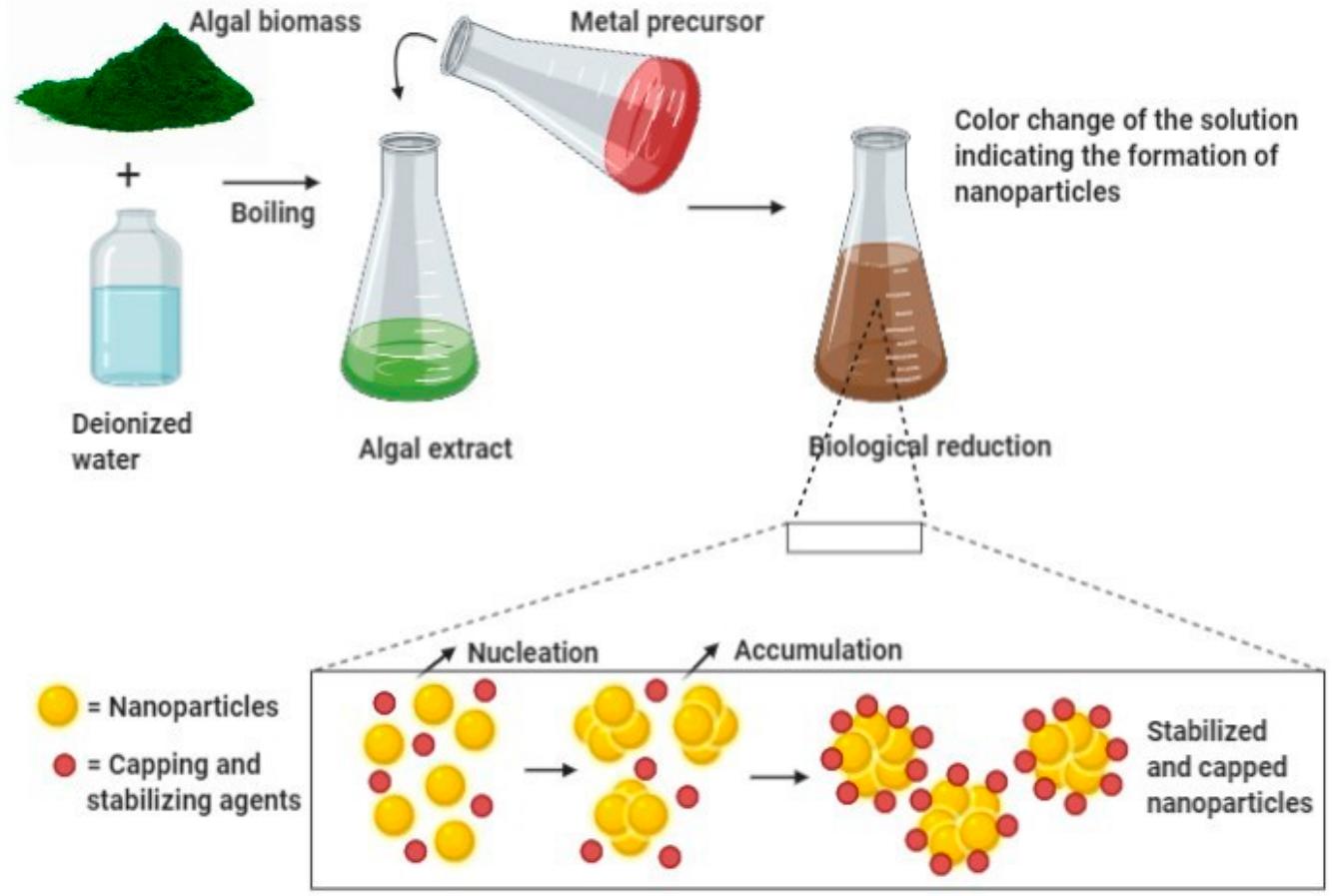 General mechanism for algal-mediated synthesis of