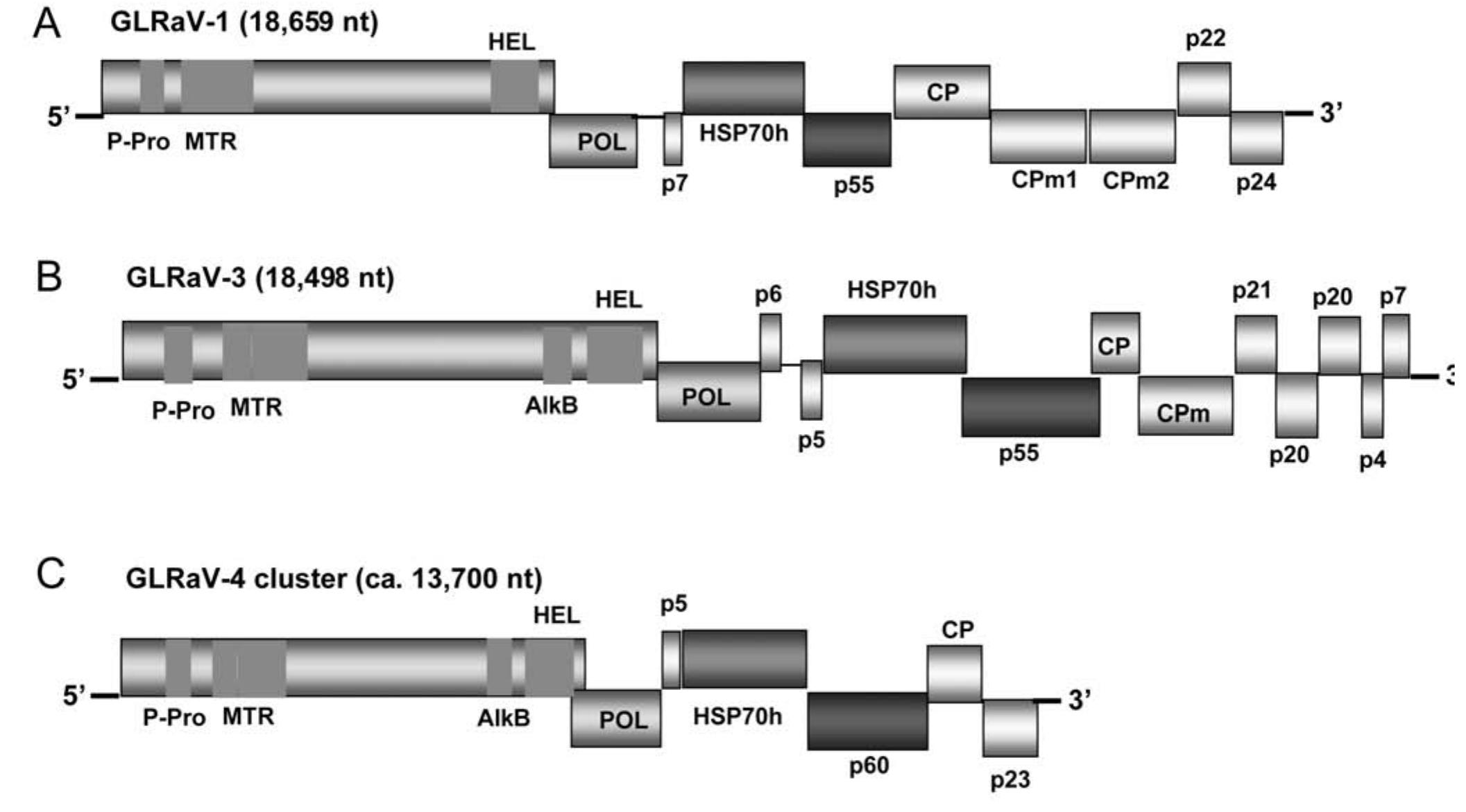 Schematic representation of the genome structure of: (a)