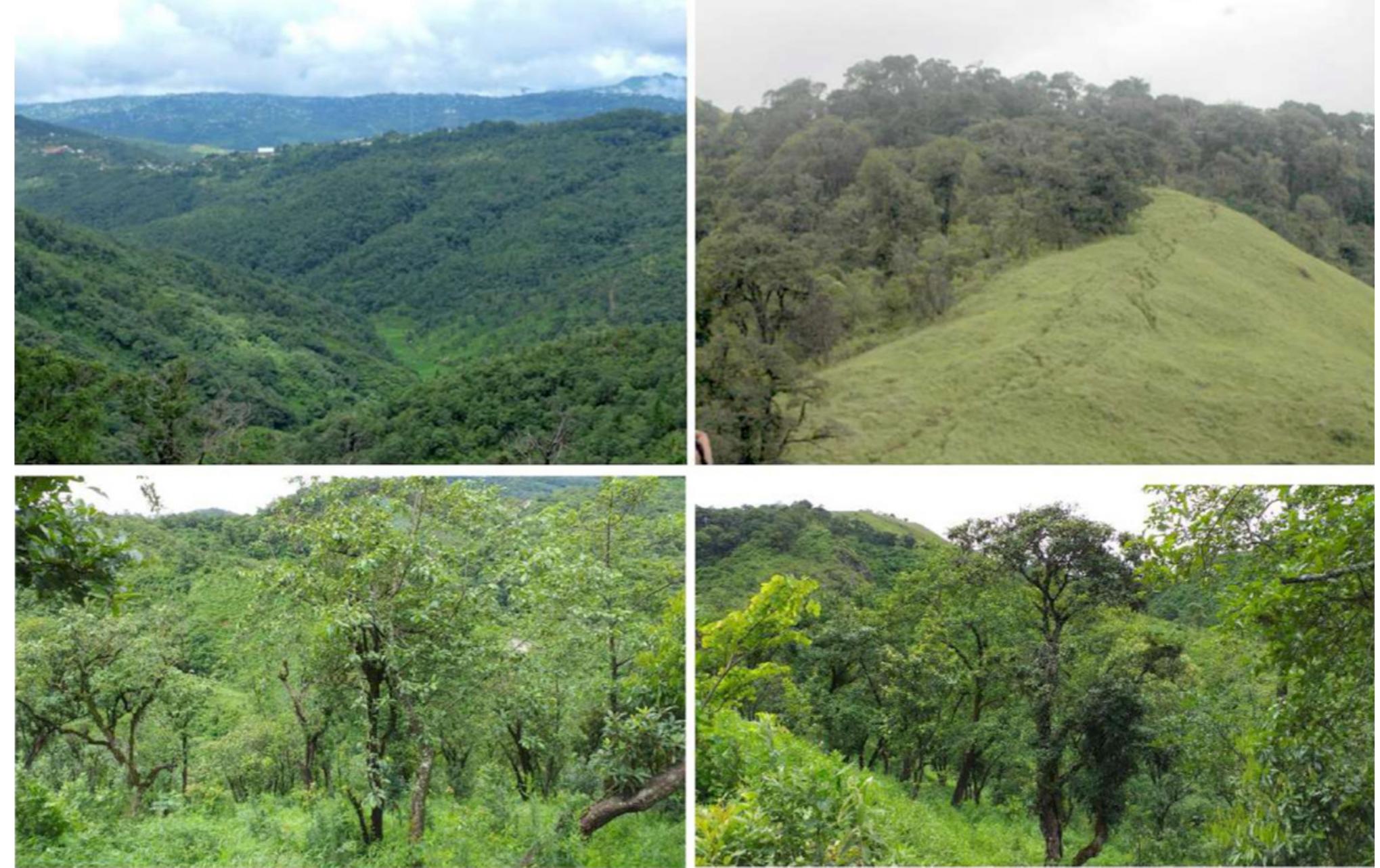 Habitat of the shirui hill, manipur. note. the species was