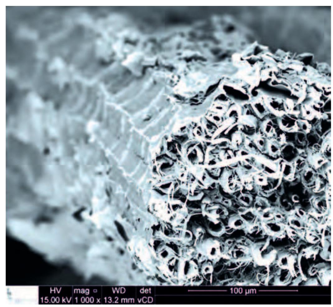 Morphology of cross section and lateral surface of fiber of
