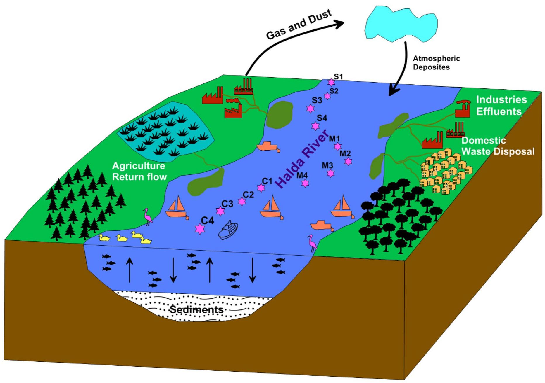 Conceptual diagram of sources of metals accumulation in