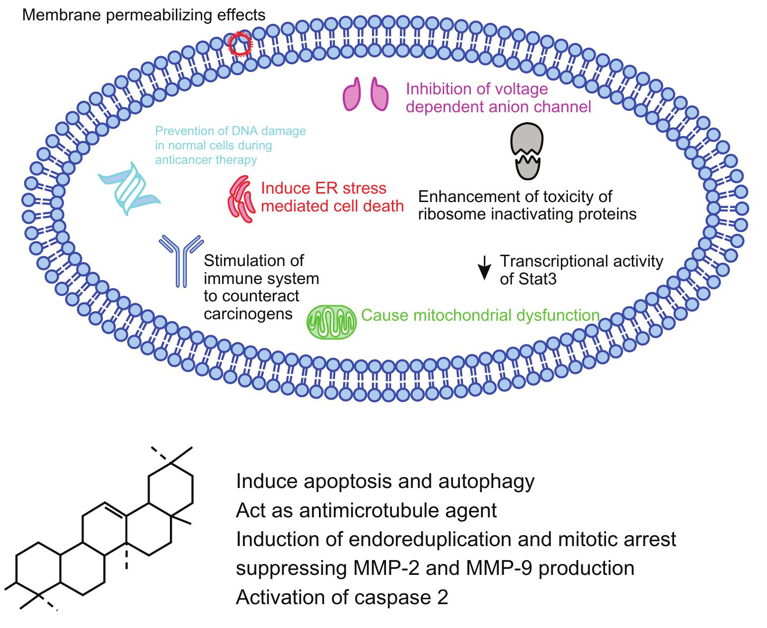 A diagram showing the various cellular compartments affected