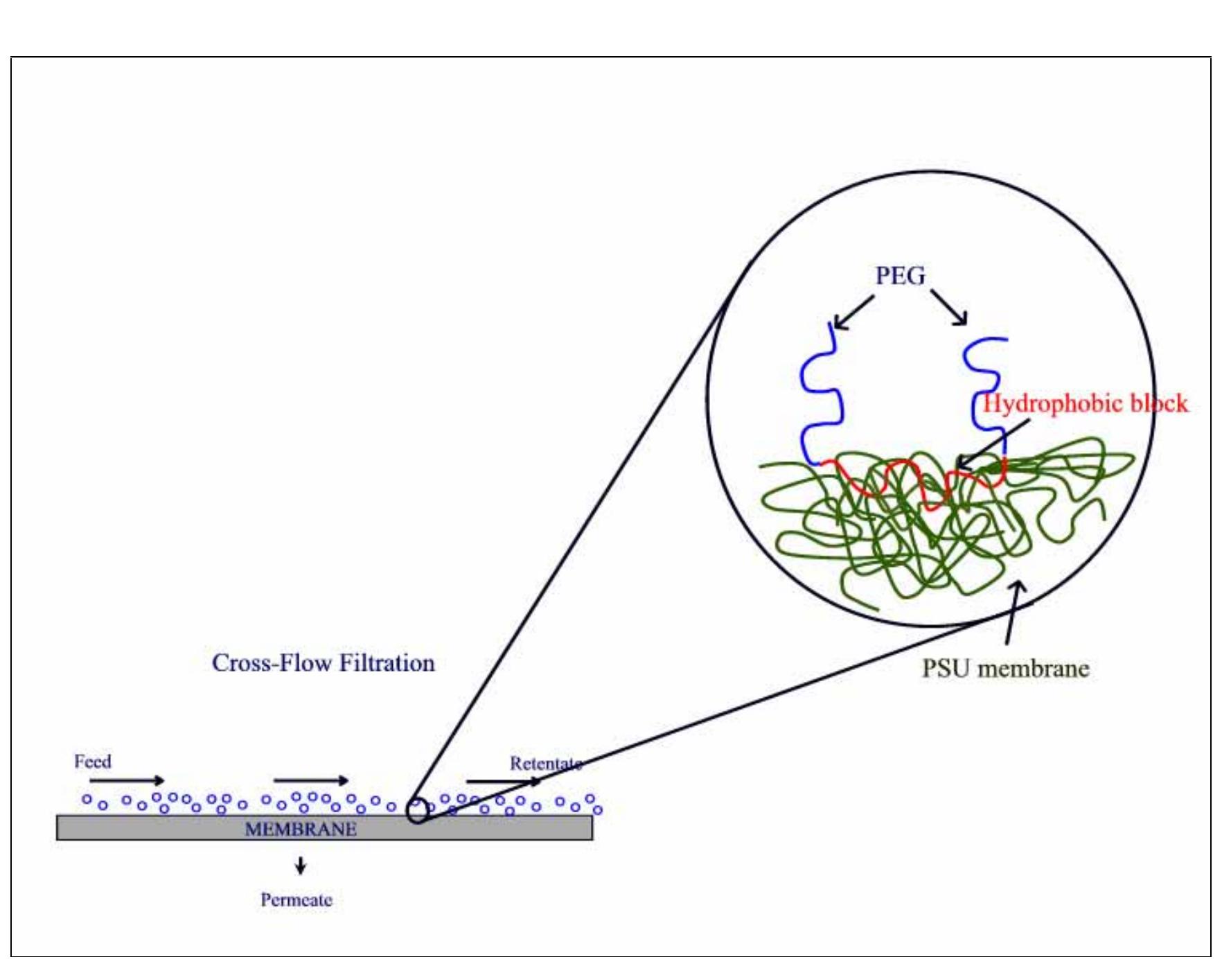 1: diagram of hydrophilized psu uf membrane. membranes are