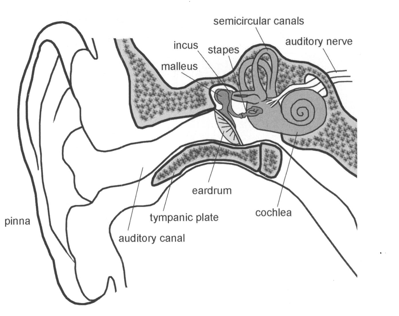 Contains the three ossicles that form the ossicular chain.