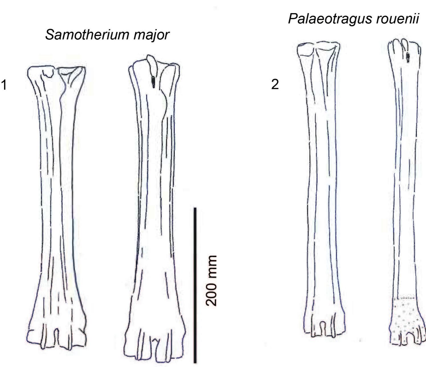 Palmar views of the right metacarpals (left) and plantar