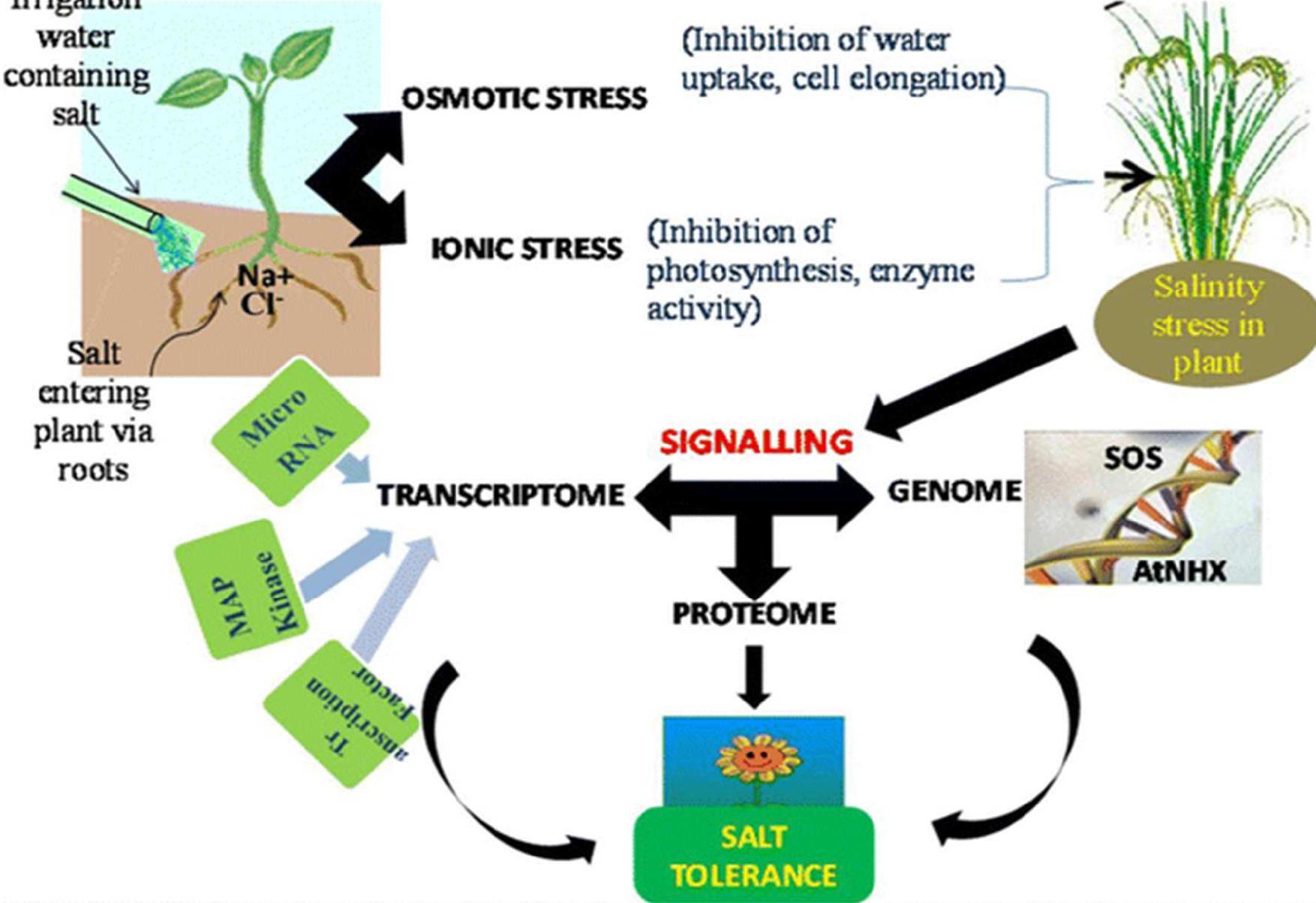 Schematic diagram showing routes of salt stress toxicity and