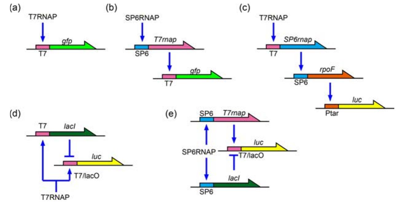 Examples of simple genetic circuits whose function has been