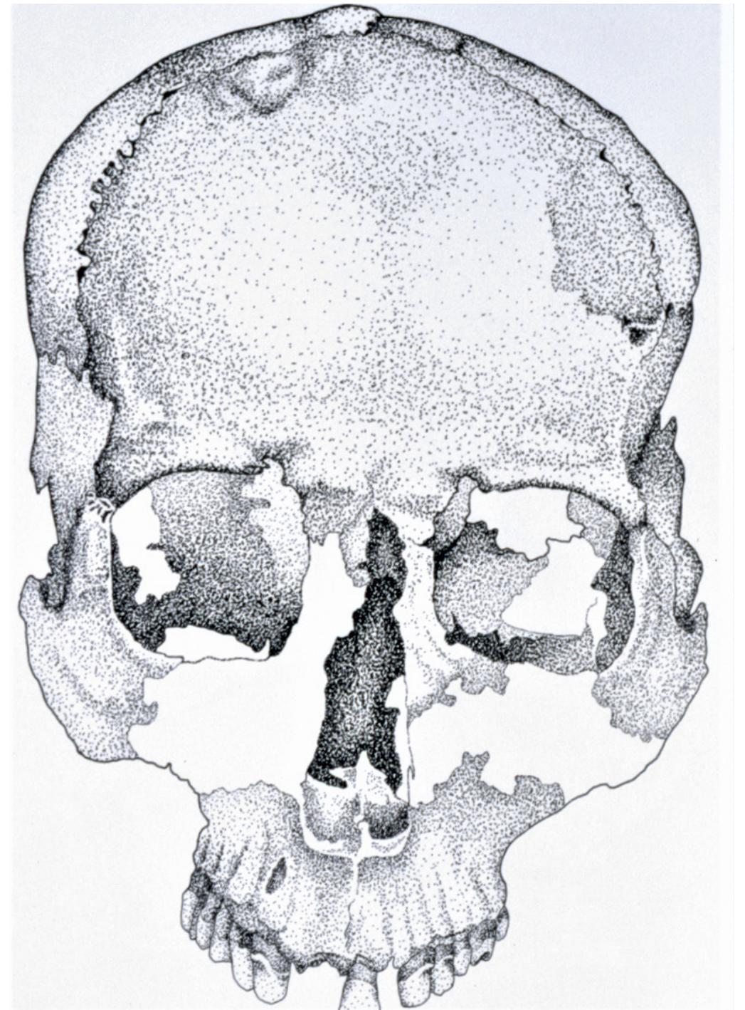 Technical drawing of a ventral cranial component of an adult