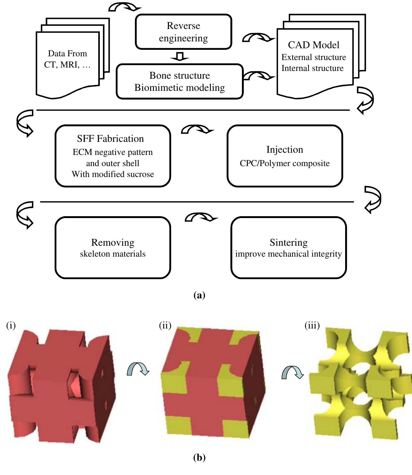 (a) diagram of the main processes in the bone scaffold and