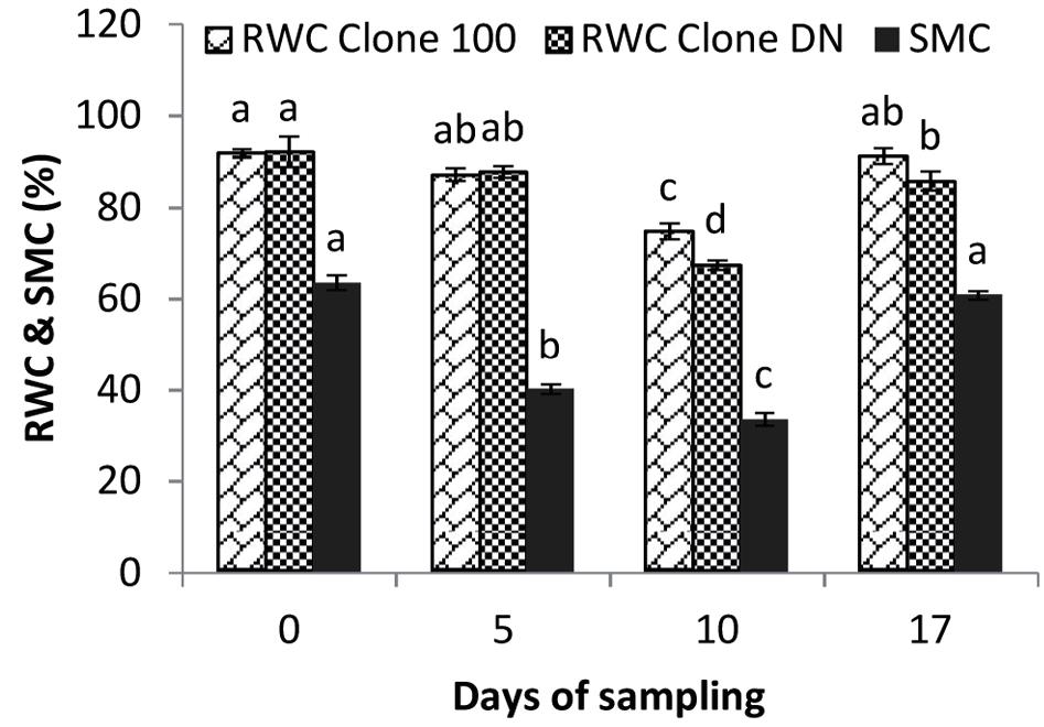 Changes in rwc of clones 100 and dn in treat- ments of
