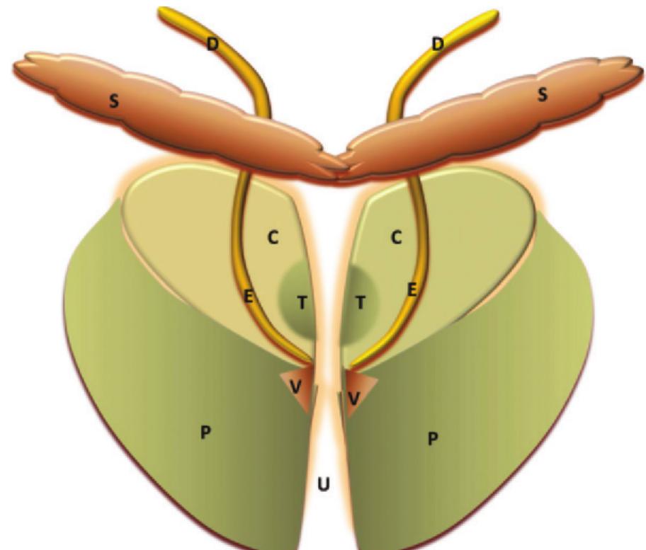 Coronal diagram (frontal view) illustrates the zonal anatomy