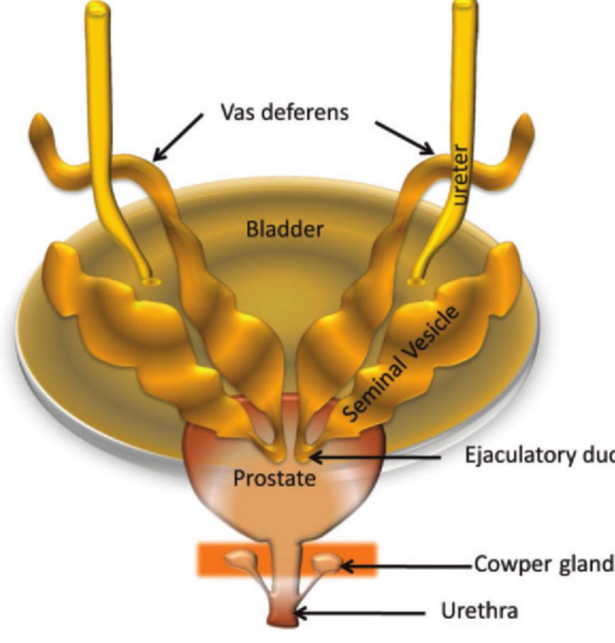 The seminal vesicles are located at the base of the