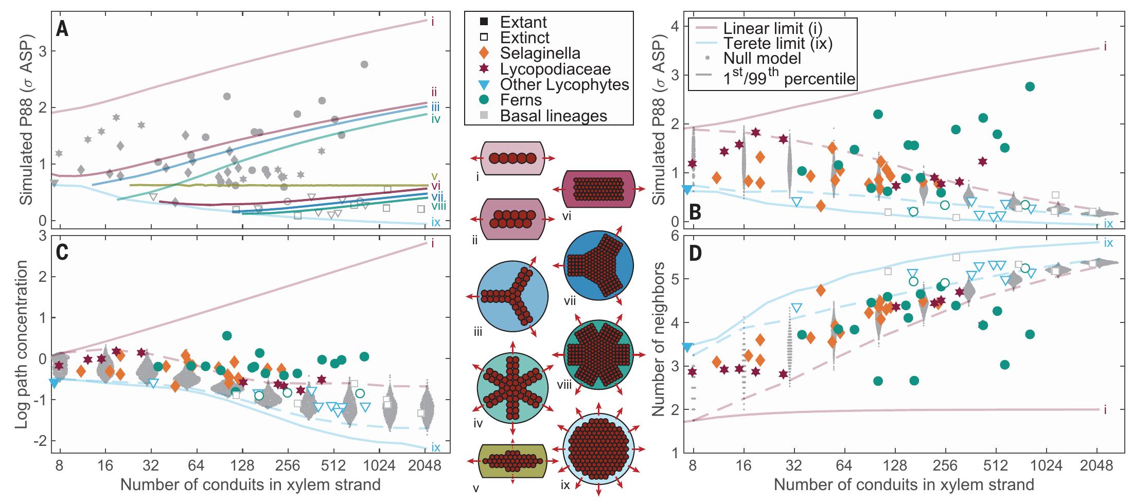 Xylem strand size, conduit network topology, and drought